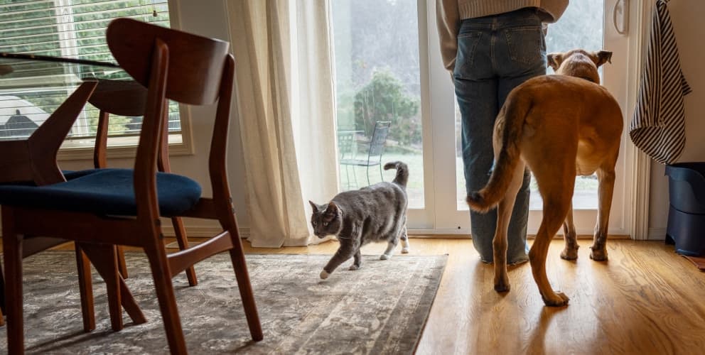 House Sitting Near Me: Find The Best House Sitters | Rover.com
