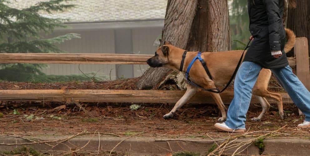 Paseadores de perros de primera en tu zona | Rover.com