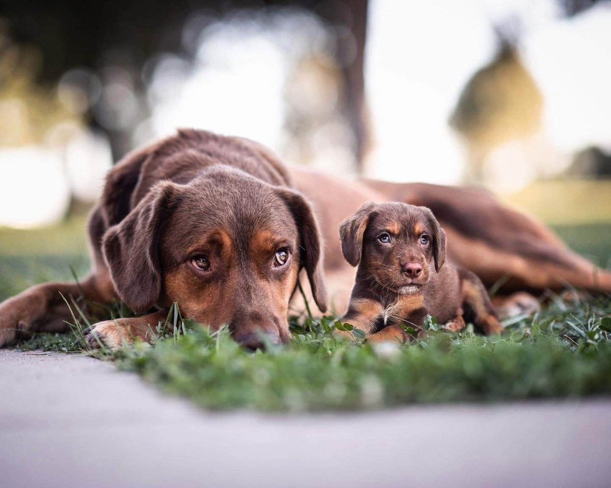 Designer Creates Amazing Photos of Adult Dogs With Their Puppy Selves
