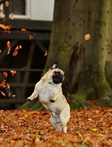 Fall Dog Tips - Rover Blog
