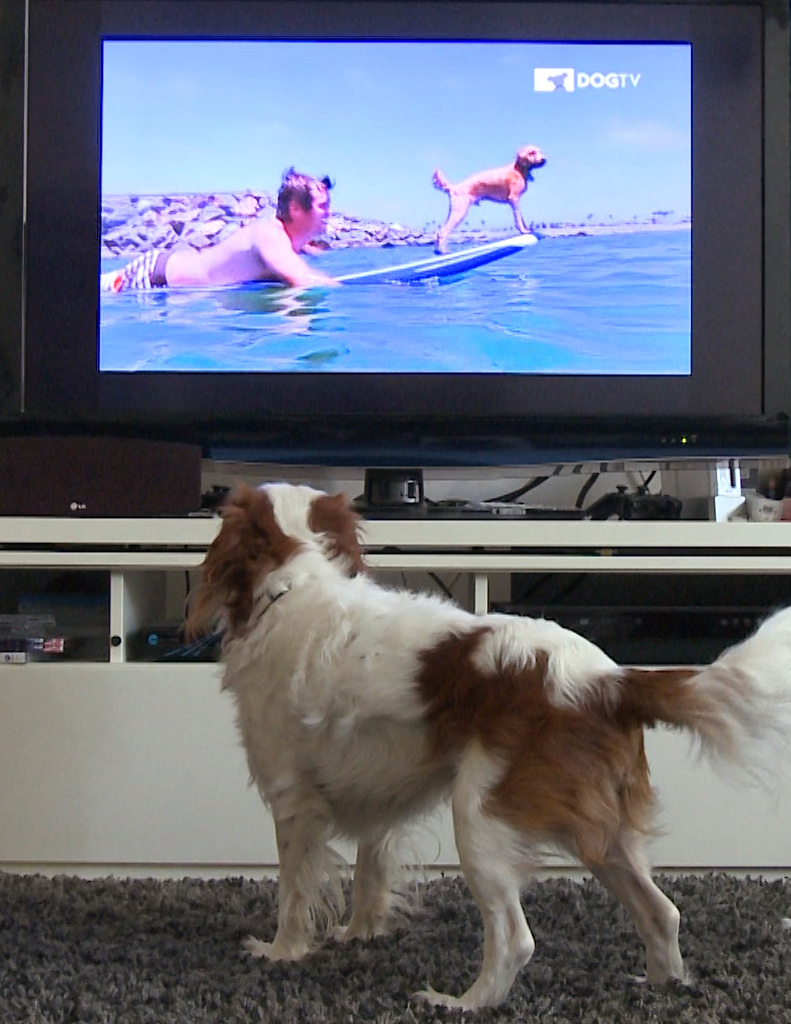 What's the Best TV for Dogs, and Do They Really Like It?
