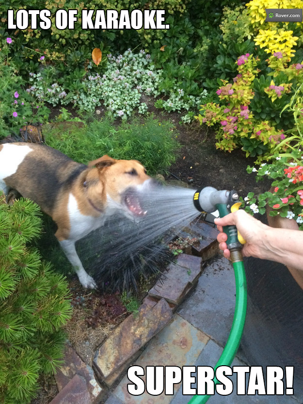 The Dog Days of Summer: dogs whose summer plans are sweeter than yours