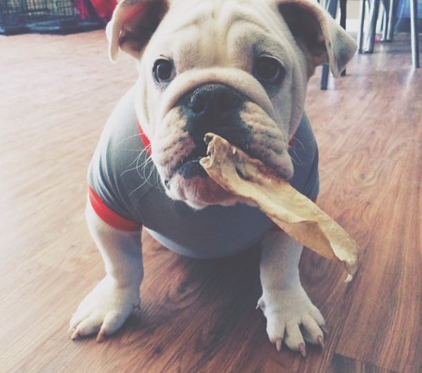 Rover.com blog: Dog tattoos that put the love of dogs on bold display