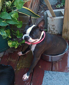 Hot Weather Dogs: Tips for Keeping Your Canine Cool