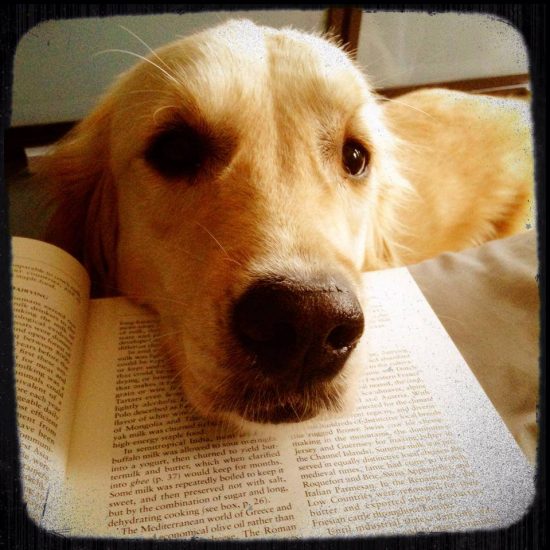 Top 10 dog books: Essential summer reading for dog lovers
