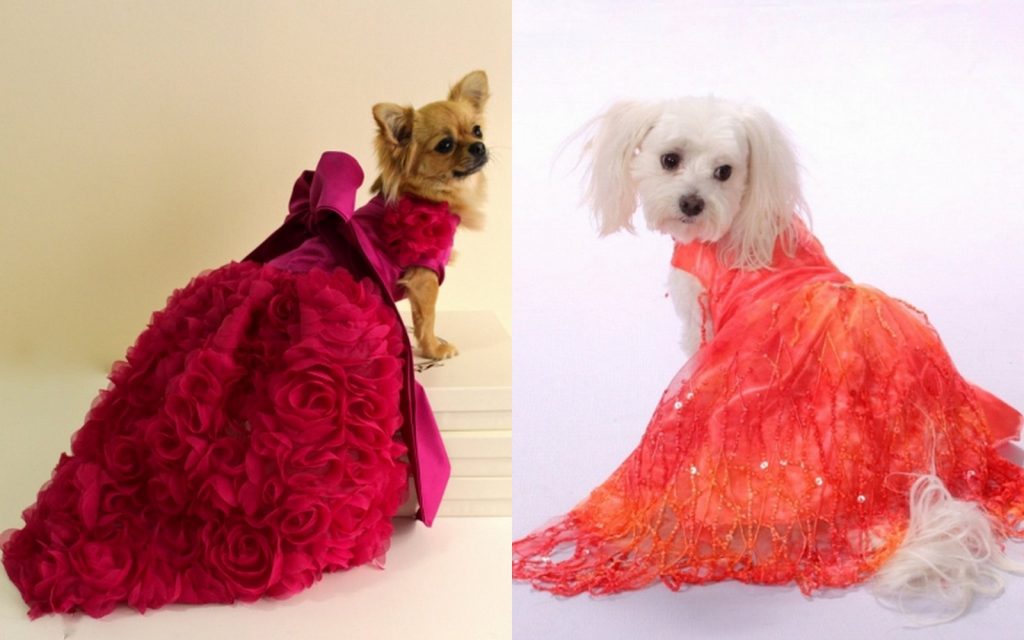 The 10 most awesomely extravagant dog products - Rover Blog