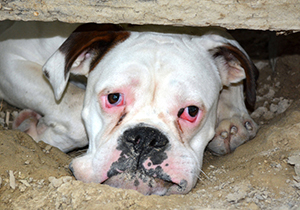 Saftey tips for marijuana and dogs - Rover Blog