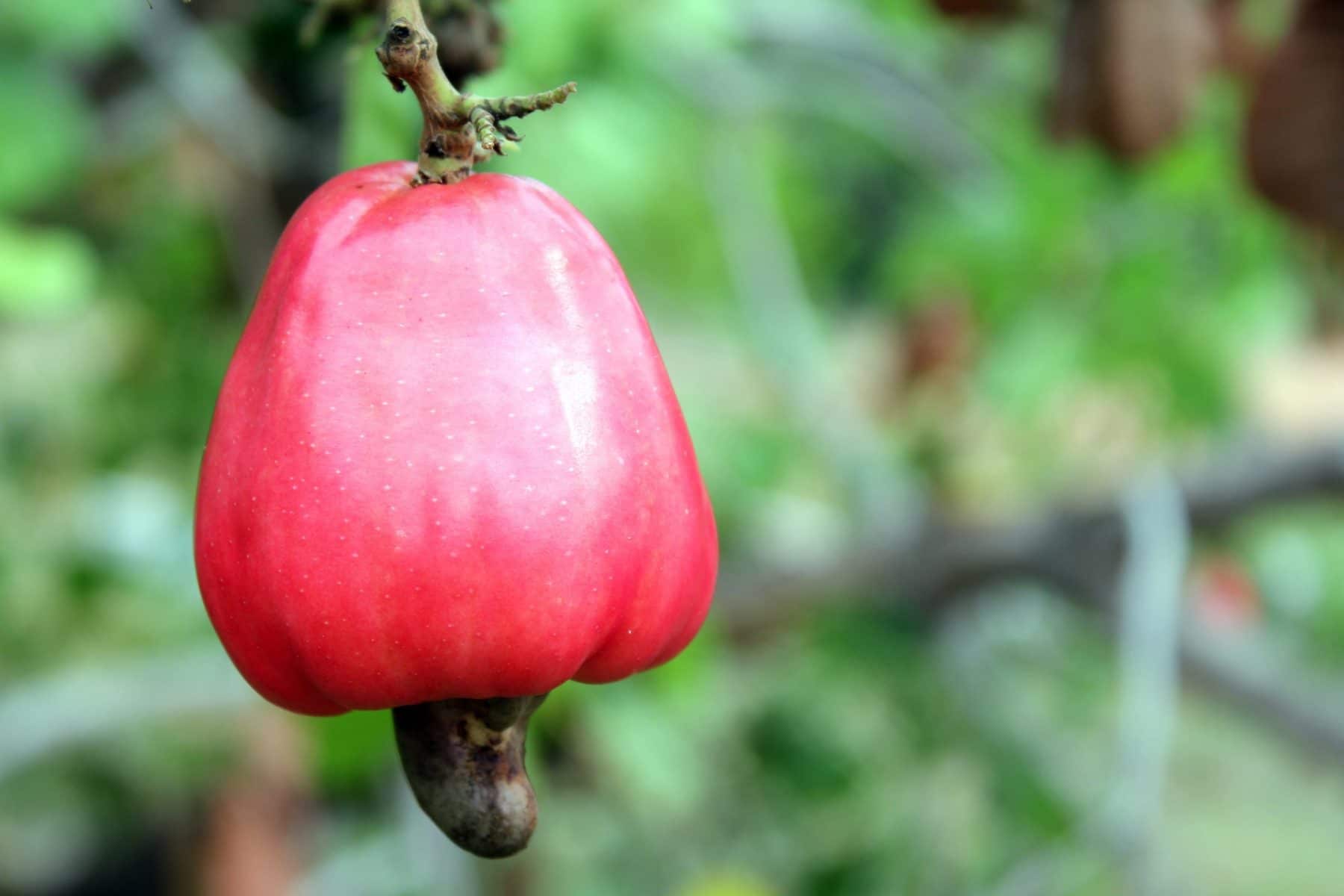 Can My Dog Eat Cashews A Biologist s Guide To Cashew Safety For Pups can-my-dog-eat-cashews-a-biologist-s-guide-to-cashew-safety-for-pups