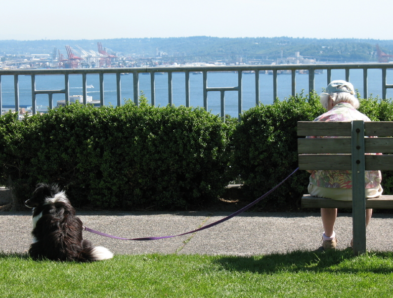 No more Freeze: Tips for meeting new Seattle dogs