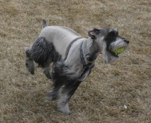 Behind the Beard: The Schnauzer Personality Explained