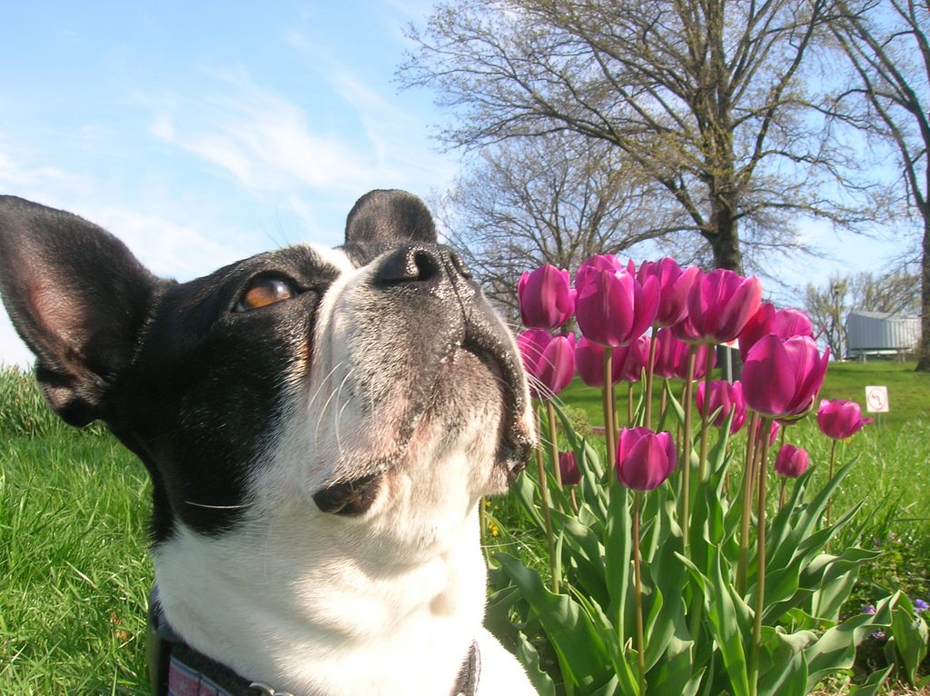 Flower Names For Dogs 45 Gorgeous Dog Names Beyond Daisy And Lily Flower Names For Dogs 45 Gorgeous Dog Names Beyond Daisy And Lily