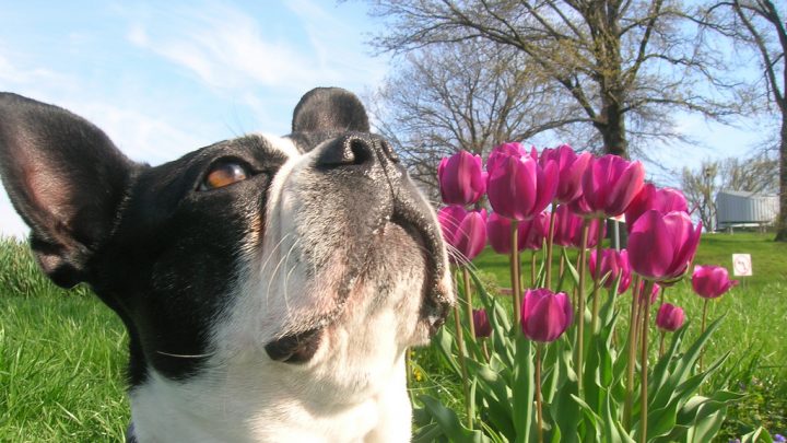 Top 10 Boston Dog Parks | Rover Blog