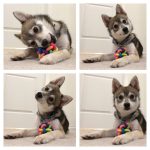 Dog Cuteness: The Science Behind the Adorableness of Our Pets