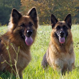 The Top 10 Smartest Dog Breeds