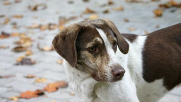 4 Surprising Ways You're Scaring Your Dog | The Dog People by Rover.com