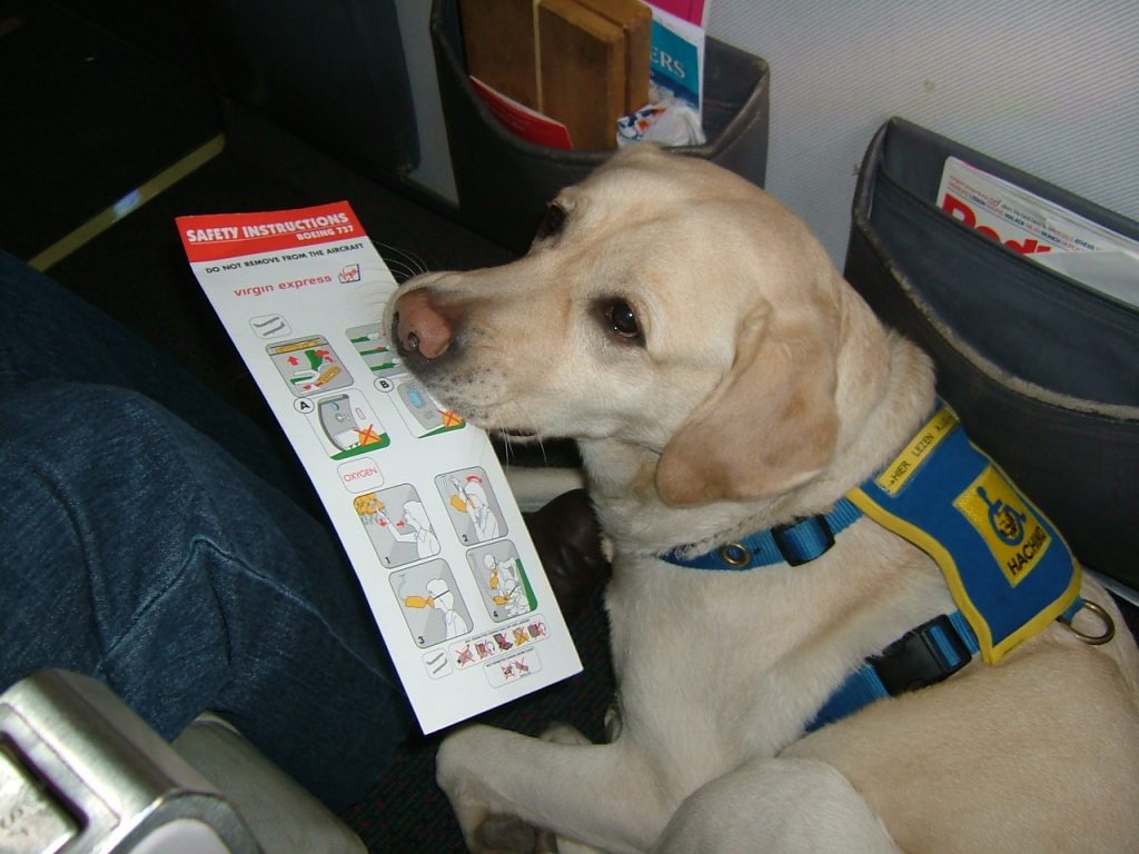 9 Great Jobs for Dog Lovers: Some of These May Surprise You