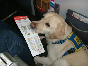 9 Great Jobs for Dog Lovers: Some of These May Surprise You