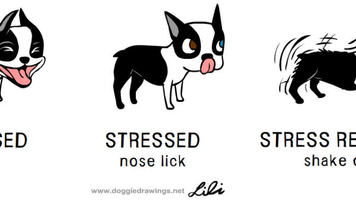 A Guide to Dog Behaviors and What They Mean | Rover Blog