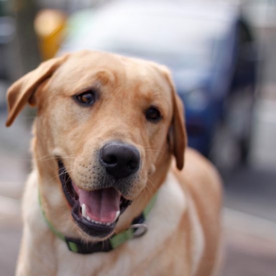 Which NYC Neighborhood are You (and Your Dog)? | Rover