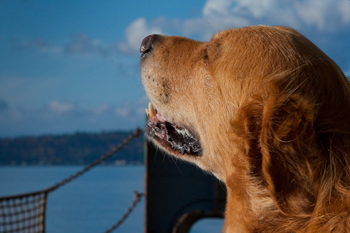 You Know You're a Seattle Pet Parent When... | Rover Blog