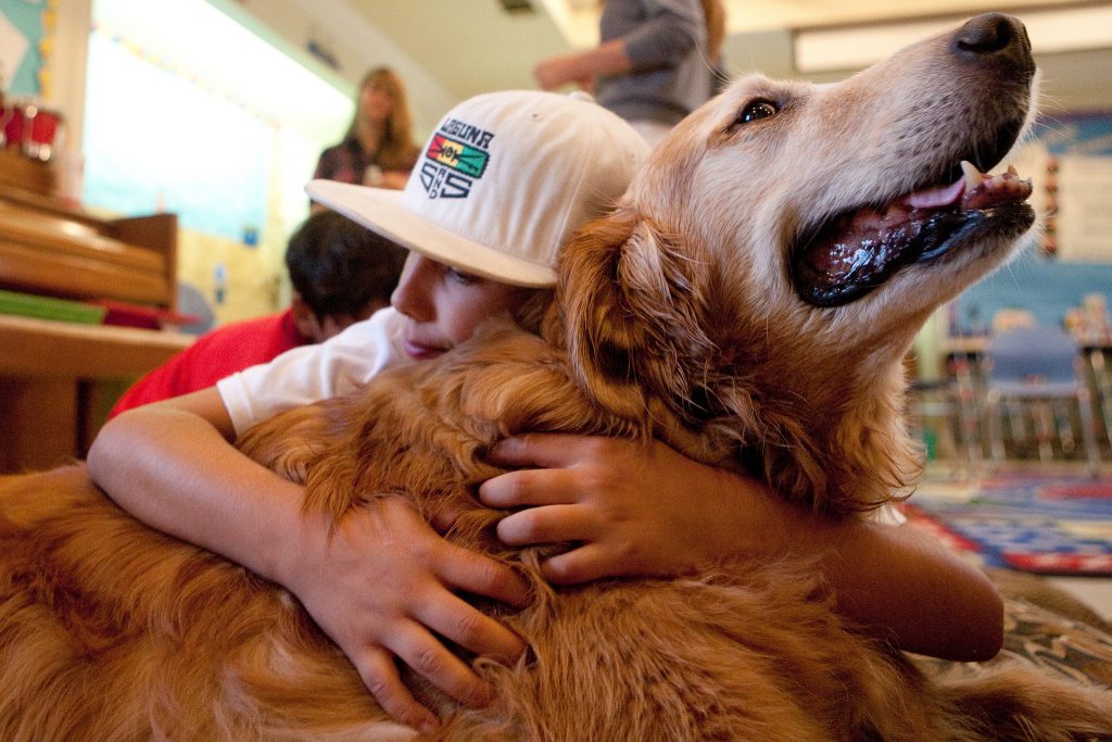 The Astounding Heroics of Disaster Relief Dogs | Rover Blog