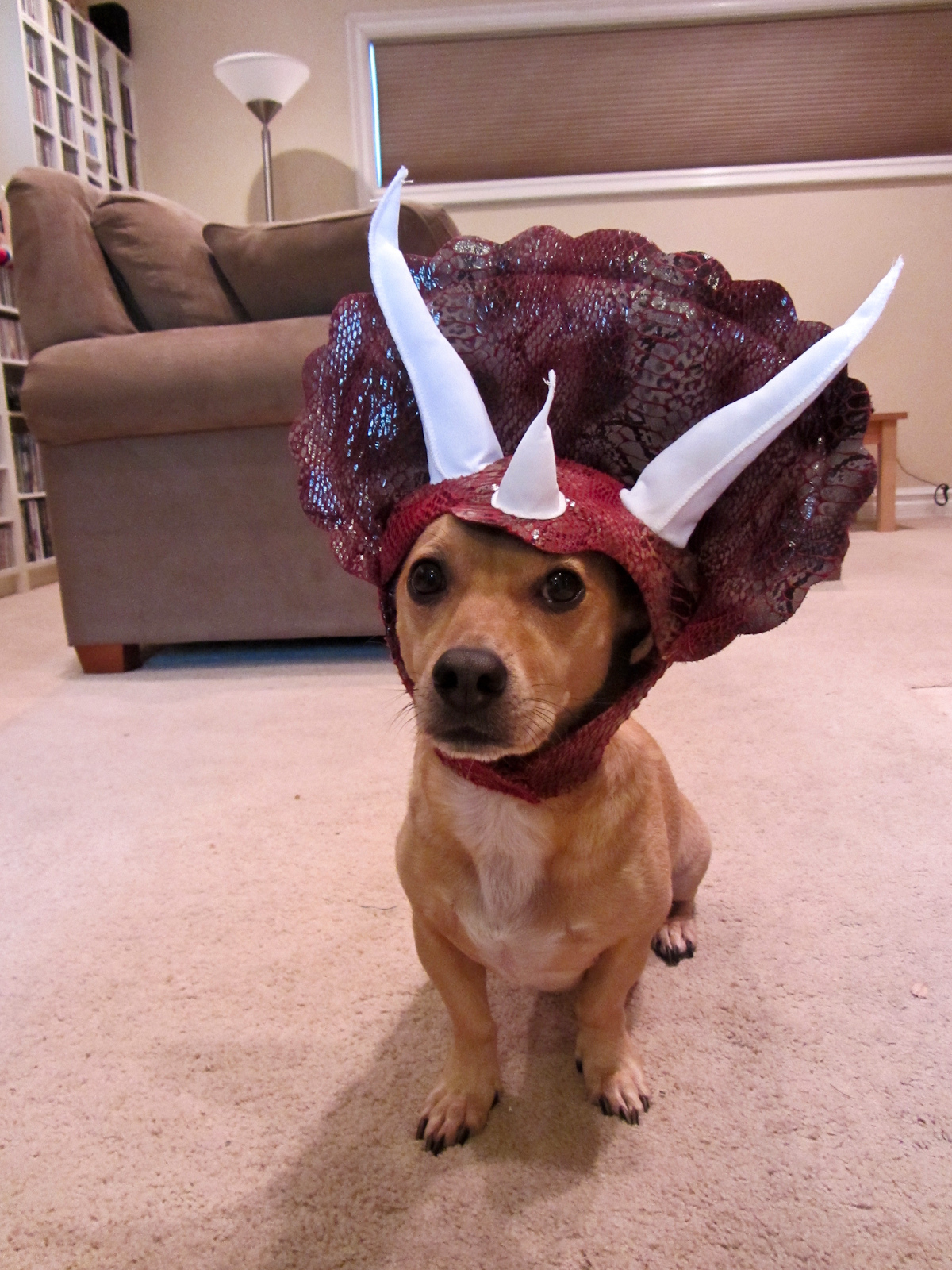 11 Terrifying(ly Hilarious) Dog Costumes | Rover Blog