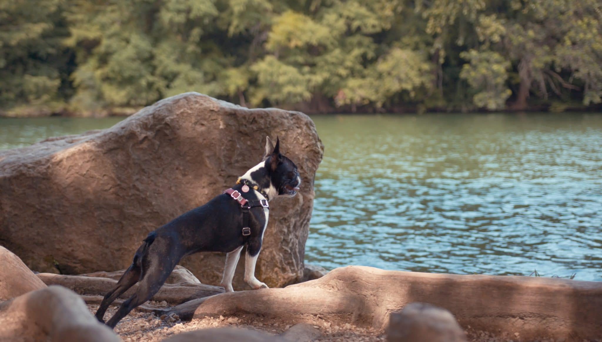 Dog-Friendly Restaurants in Austin: A Guide to Austin For Your Dog