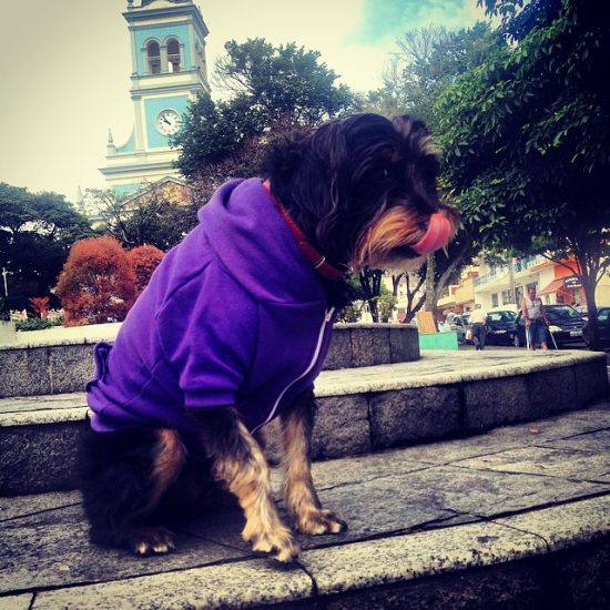 14 Hipster Dogs You've Probably Never Heard Of | The Dog People by ...