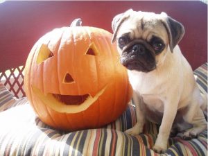 These 13 Pugs Are Ready for Fall and They're Not Leaving Until You Are ...