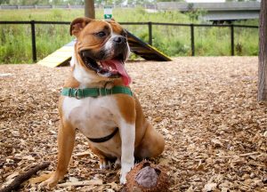 The 6 Best San Antonio Dog Parks | The Dog People by Rover.com