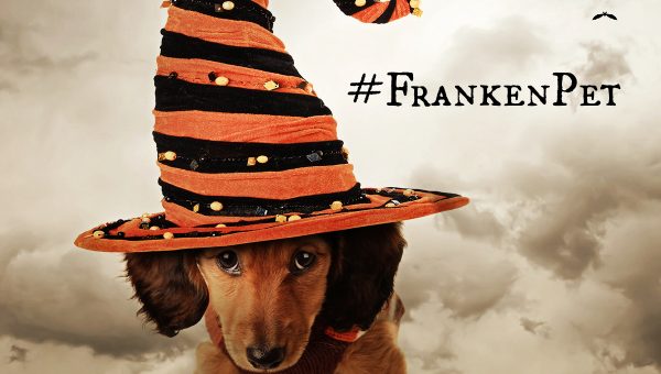 We Tried 9 DIY Valentine's Crafts with Our Dogs—Here's What Happened ...