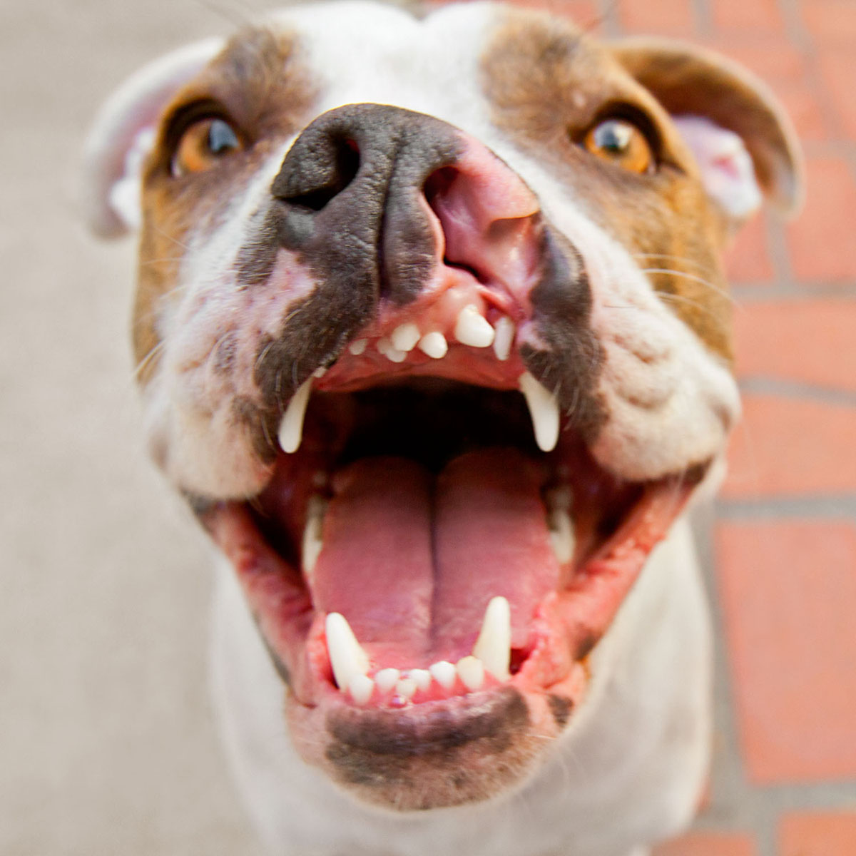 Fearless and Fashionable—Puka is Your Homie | Rover Blog