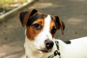 Jack Russell Terrier Puppies: Everything You Need to Know | The Rover Blog
