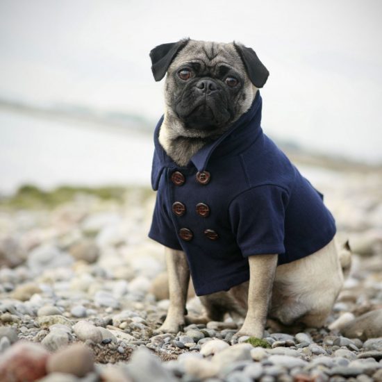 These 13 Pugs Are Ready for Fall and They're Not Leaving Until You Are ...