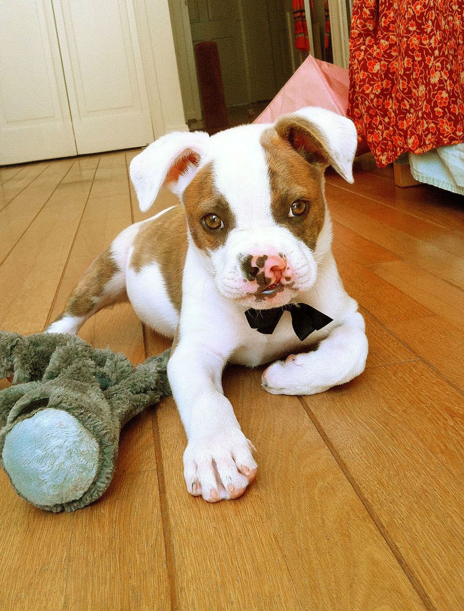 Fearless and Fashionable—Puka is Your Homie | Rover Blog