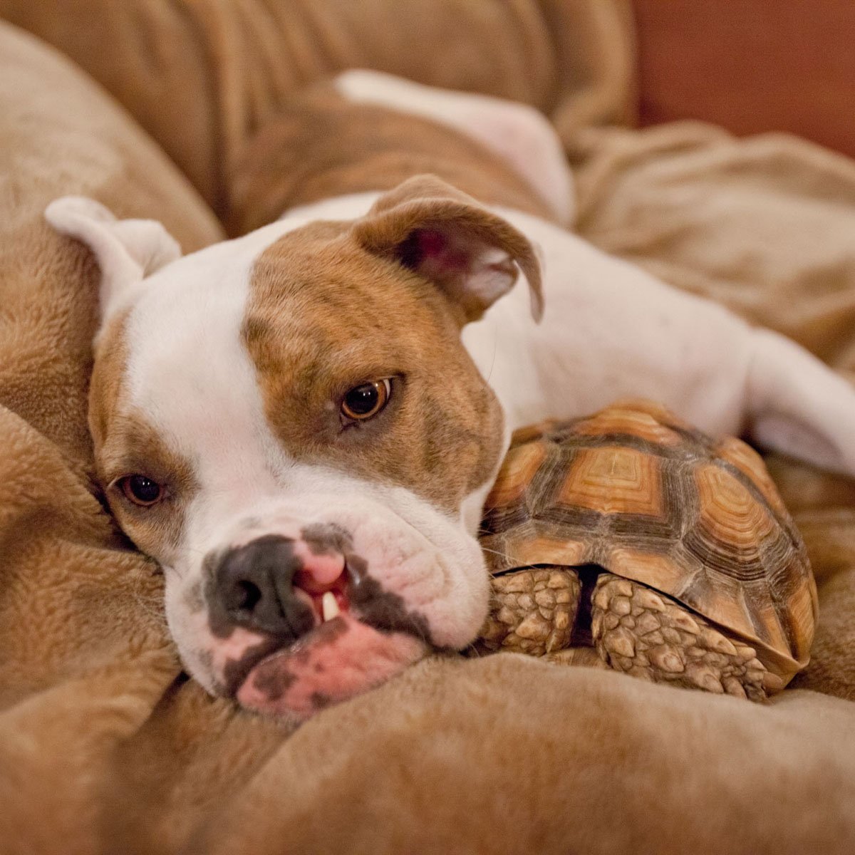 Fearless and Fashionable—Puka is Your Homie | Rover Blog