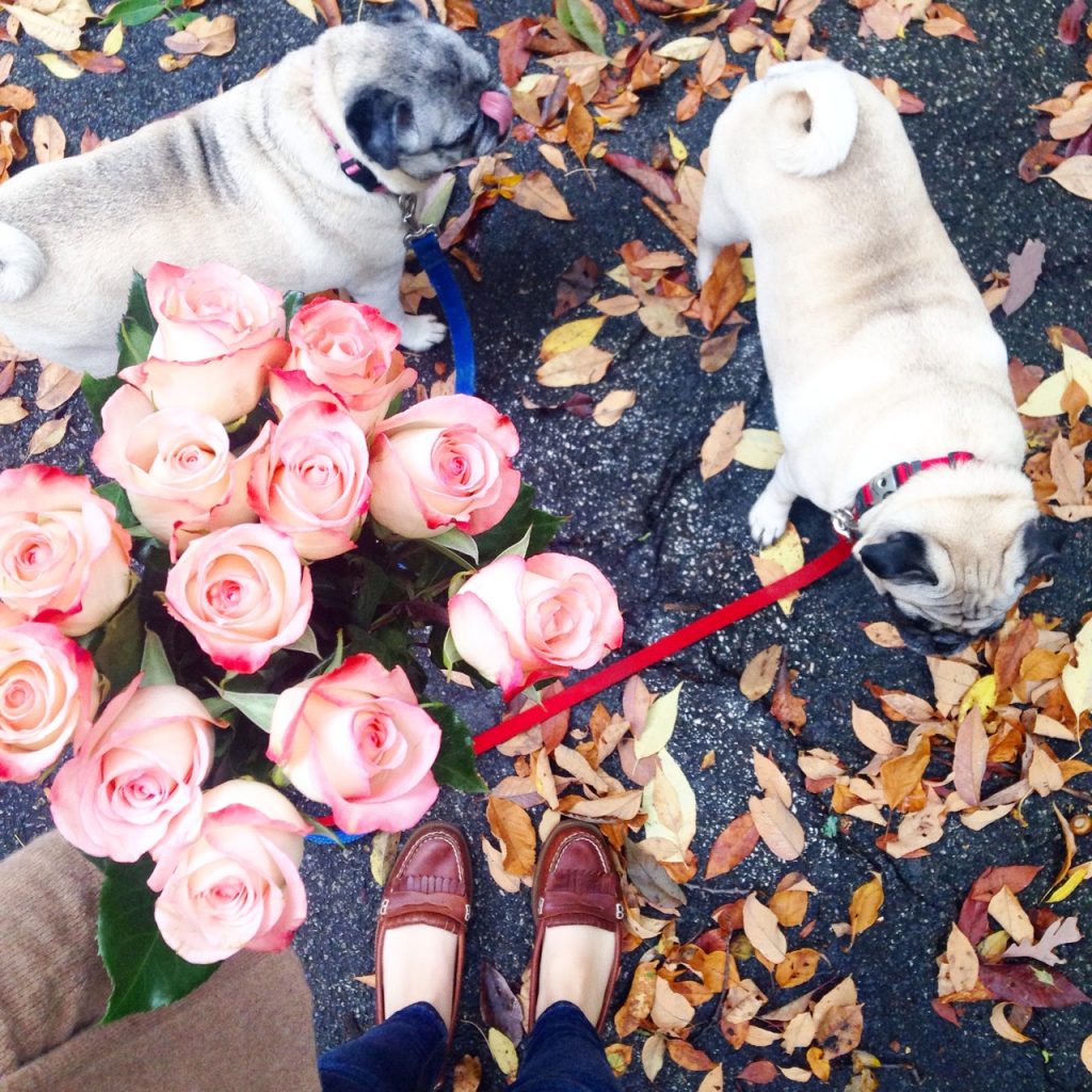 These 13 Pugs Are Ready for Fall and They're Not Leaving Until You Are ...