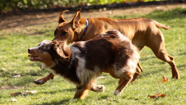 The 6 Best San Antonio Dog Parks | The Dog People by Rover.com