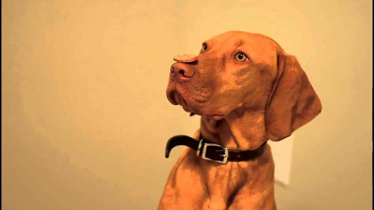 9 Dog Tricks That'll Blow Your Mind | The Dog People by Rover.com