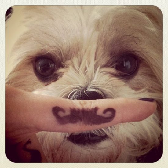 The Greatest Dog Mustaches of All Time | Rover Blog