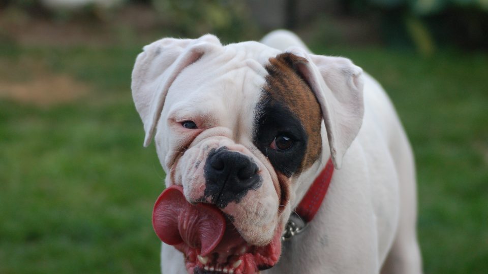 Ask a Vet: Why Do Dogs Lick? | Rover Blog