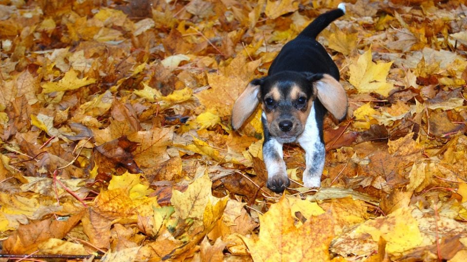 11 Dogs Playing in Piles of Leaves—You're Welcome | Rover Blog