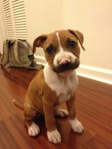 The Greatest Dog Mustaches of All Time | Rover Blog