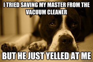 17 Adorable Problems That Drive Dogs Crazy | The Dog People by Rover.com