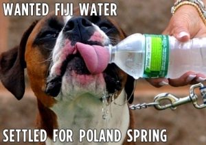 17 Adorable Problems That Drive Dogs Crazy | The Dog People by Rover.com