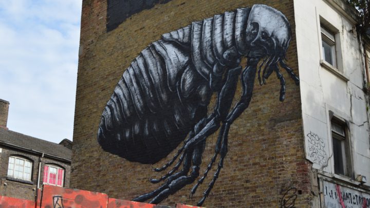 The Real Story Behind the "Super Flea" and What You Can Do About It ...