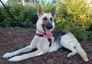 7 Inspiring Facts About the Seattle Animal Shelter | The Dog People by ...