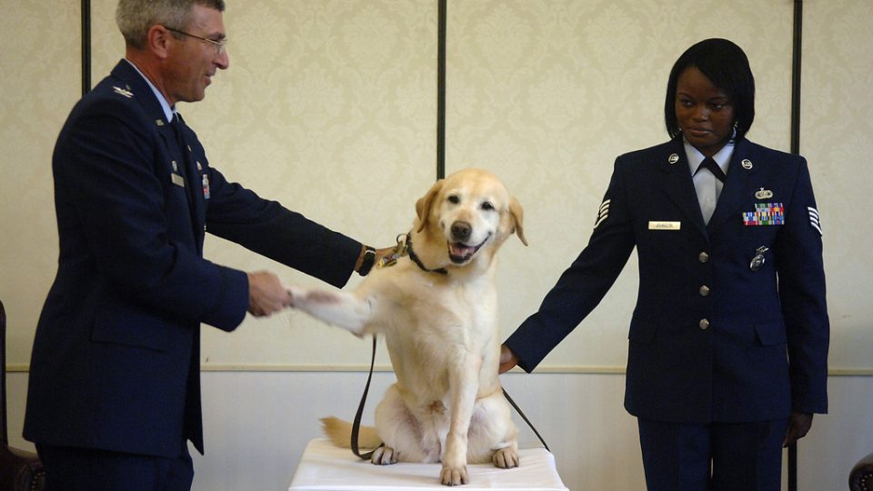 What Breed Of Dog Does The Us Secret Service Exclusively Use