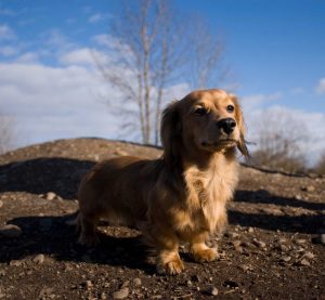 The 5 Best Dog Breeds for Hobbits | The Rover Blog