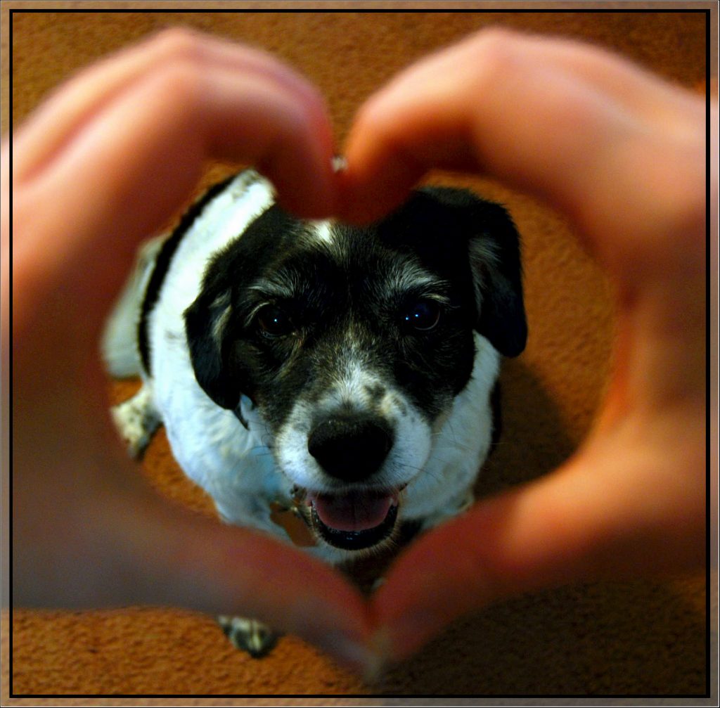 6 Incredible Health Benefits of Having a Dog | The Dog People by Rover.com